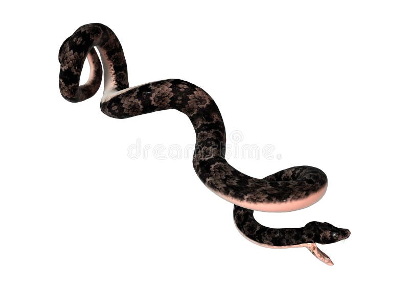 Cottonmouth Snake Stock Illustrations – 83 Cottonmouth Snake Stock ...