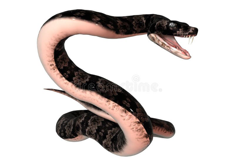 Cottonmouth Snake on White stock illustration. Illustration of reptile ...