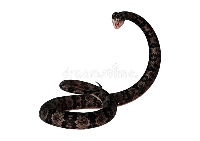 Cottonmouth Snake on White stock illustration. Illustration of ...
