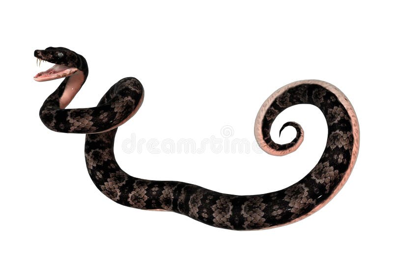 Cottonmouth Snake on White stock illustration. Illustration of white ...