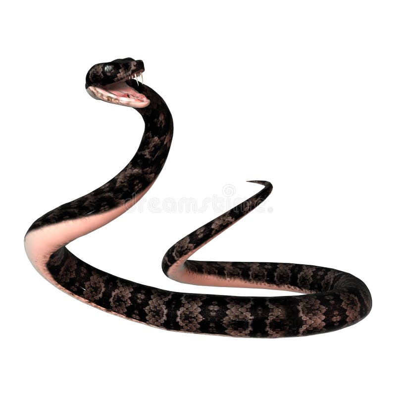 Cottonmouth Snake on White stock photo. Image of venomous - 62550322
