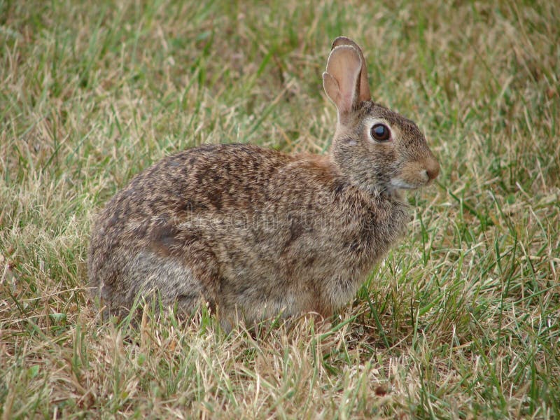 Cottontail stock image. Image of cottontail, hare, rabbit - 191701