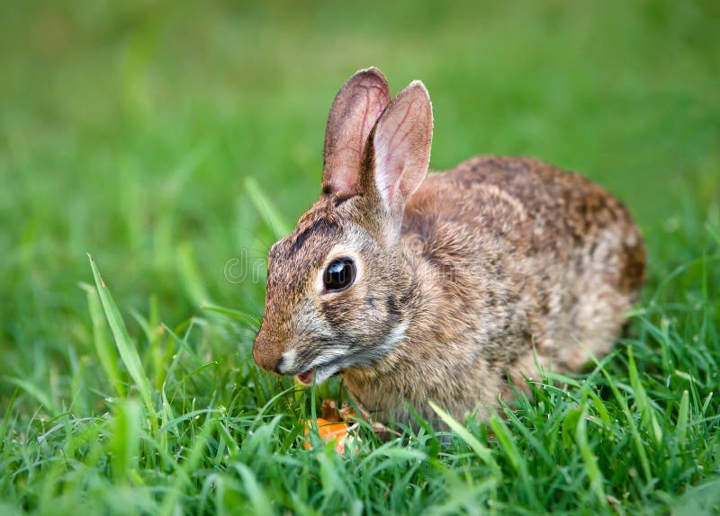 Cottontail Bunny Rabbit Eating Carrot Stock Photo - Image of brown ...