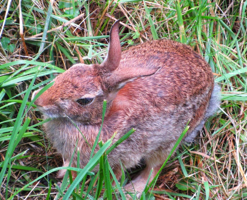 Cottontail eating grass stock image. Image of mammal - 254253399