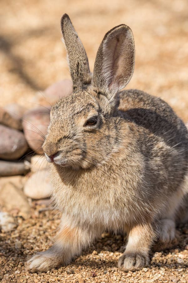 Cottontail Portrait stock photo. Image of nature, wildlife - 39377850