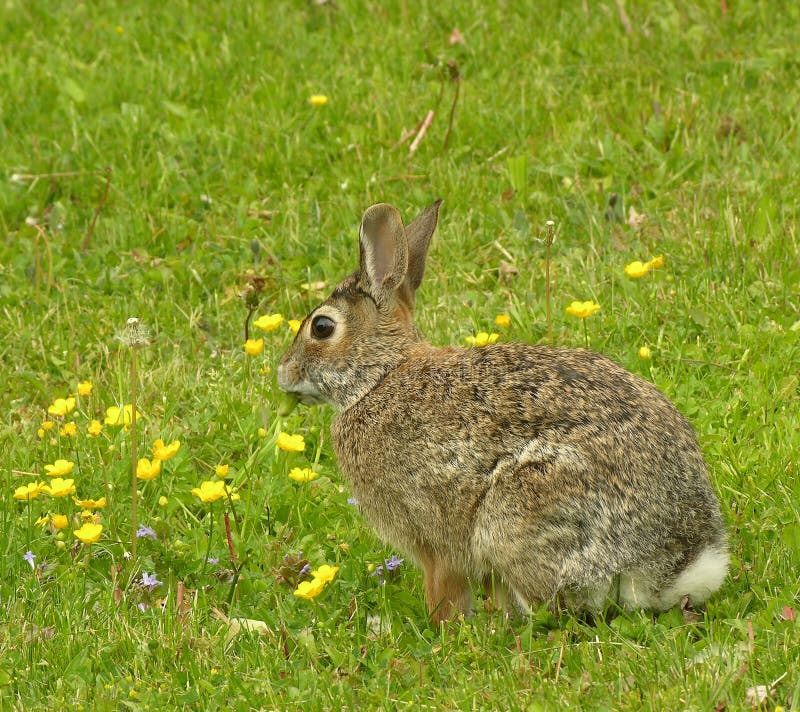 Cottontail Rabbit 1 stock photo. Image of parks, mammal - 133204