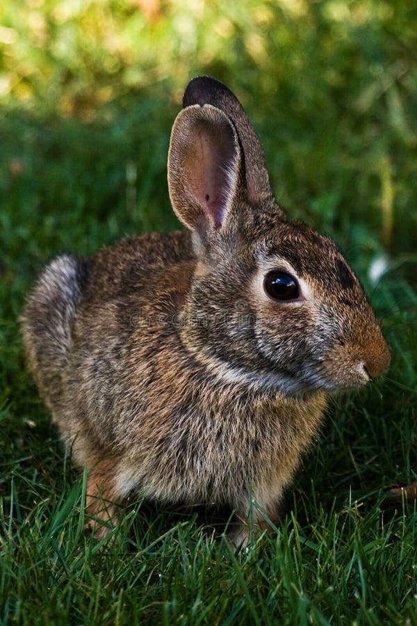 Cottontail Rabbit stock image. Image of tail, ears, backyard - 11127973