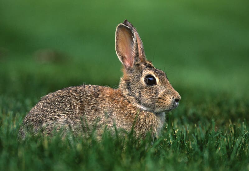 Cottontail Rabbit stock photo. Image of bunny, wild, rodent - 17484452