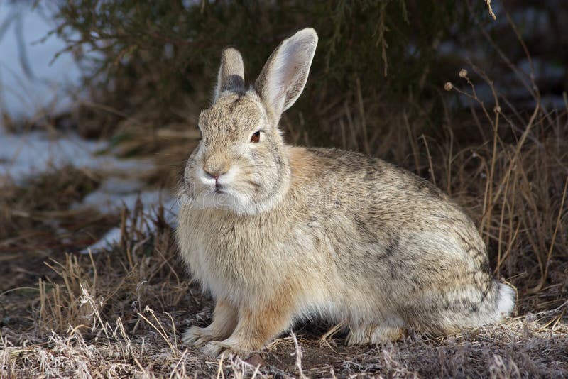 Jack rabbit in joshua tree stock image. Image of bunny - 12538499