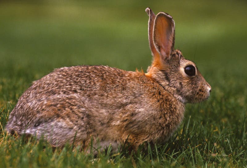 Wet Cottontail Rabbit stock image. Image of animal, ears - 18511497