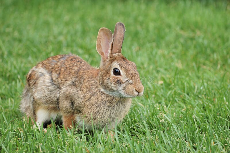 American cottontail rabbit stock image. Image of fluffy - 2551177