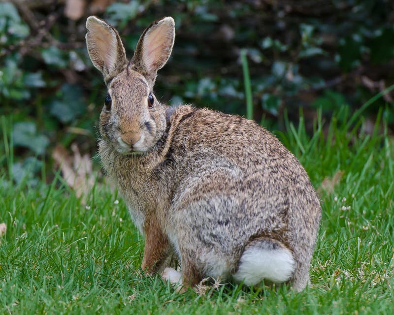 Cottontail Rabbit stock image. Image of bunny, nose, eyes - 24332687