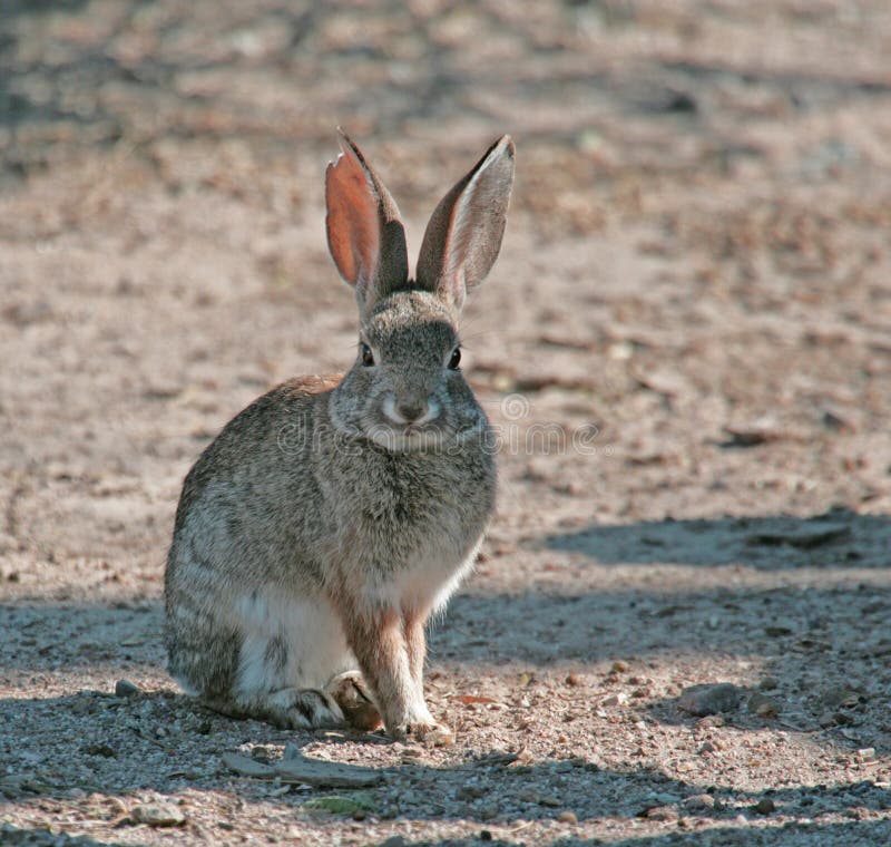 Cottontail Rabbit #5 stock photo. Image of wildlife, tame - 18834838