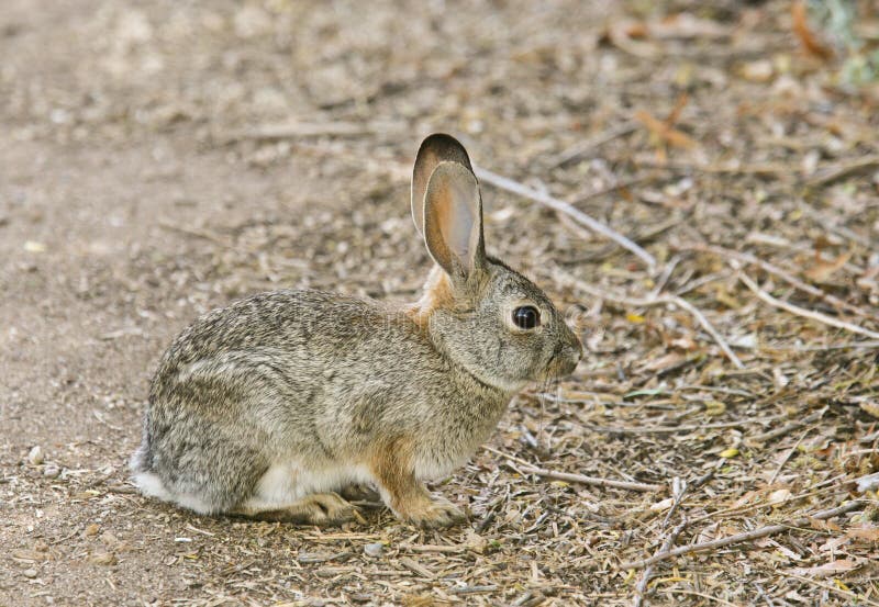 Cottontail Rabbit #6 stock photo. Image of cottontail - 18834980