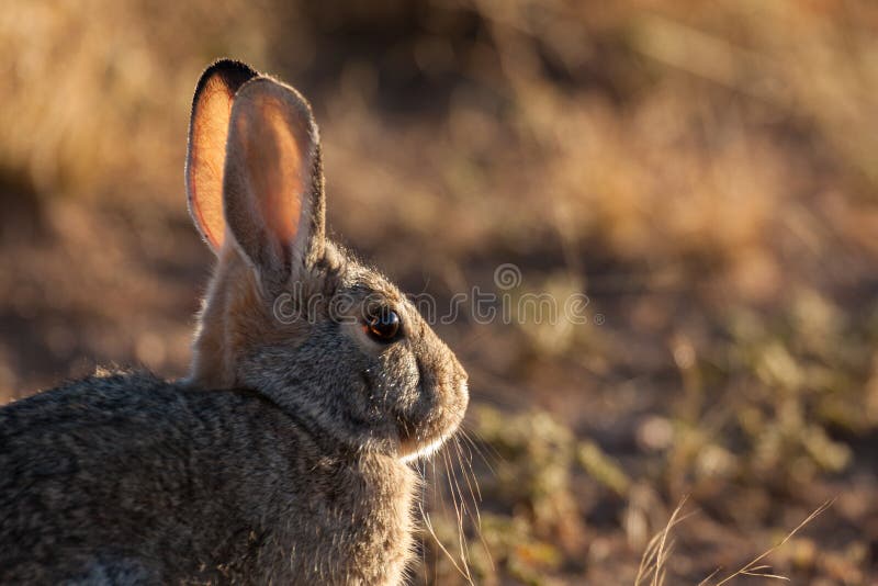 Cottontail Rabbit Running stock image. Image of wildlife - 69251545