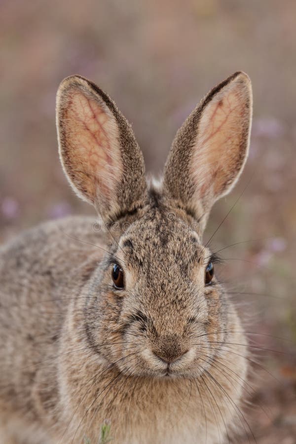 Wild Rabbit Close Up Stock Photos - Download 1,497 Royalty Free Photos