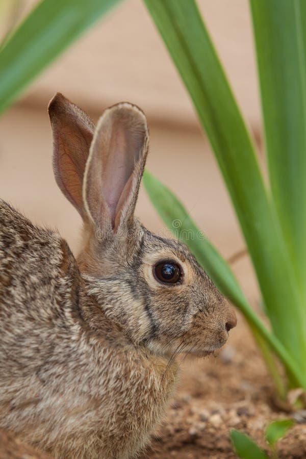 Wild Rabbit Close Up Stock Photos - Download 1,497 Royalty Free Photos