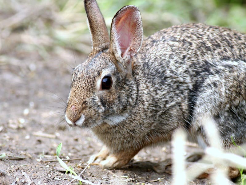 Texas Cottontail Rabbit Stock Photos - Free & Royalty-Free Stock Photos ...