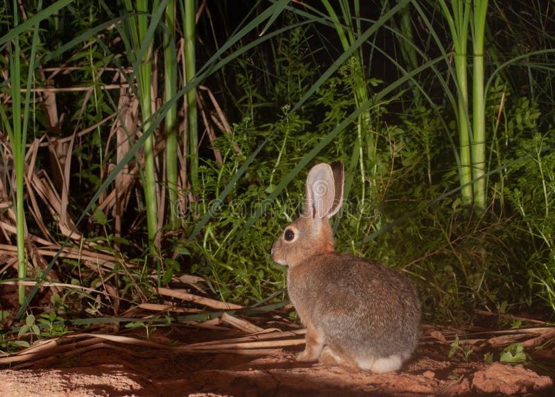 A Cottontail Rabbit Comes To a Spring for a Drink of Water Stock Image ...