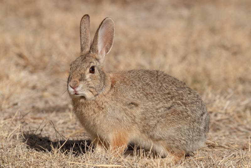 Cottontail Rabbit stock photo. Image of animal, wildlife - 113900648