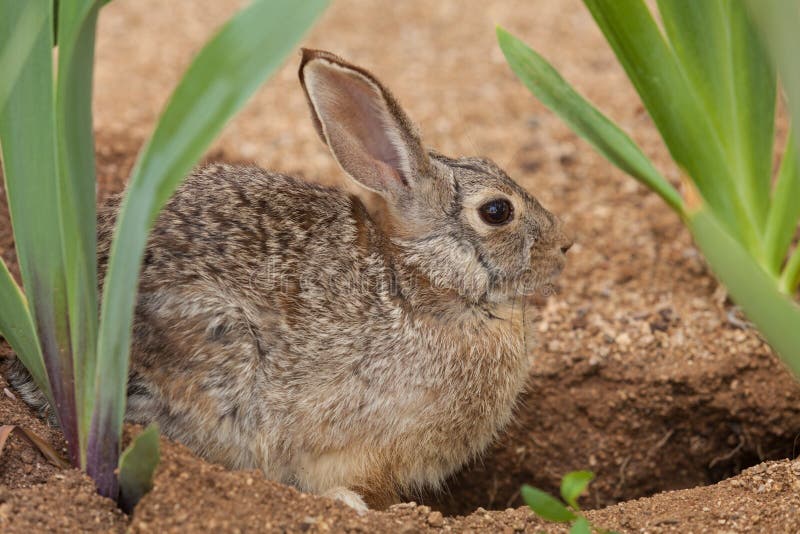 Cottontail Rabbit in Snow stock image. Image of snow - 14880731