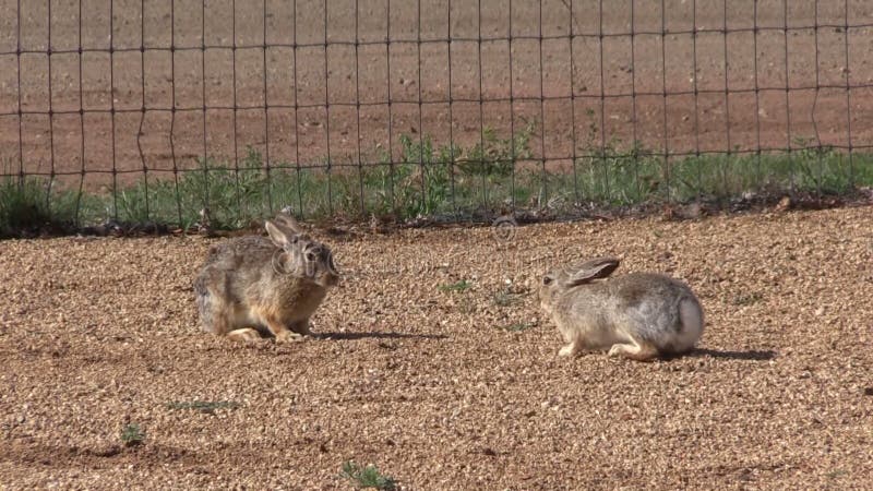 Cottontail Face Off stock video. Video of wildlife, cute - 69371413