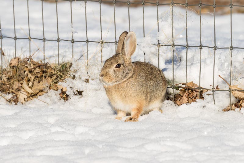 Cottontail Rabbit by Fence in Snow Stock Image - Image of winter ...