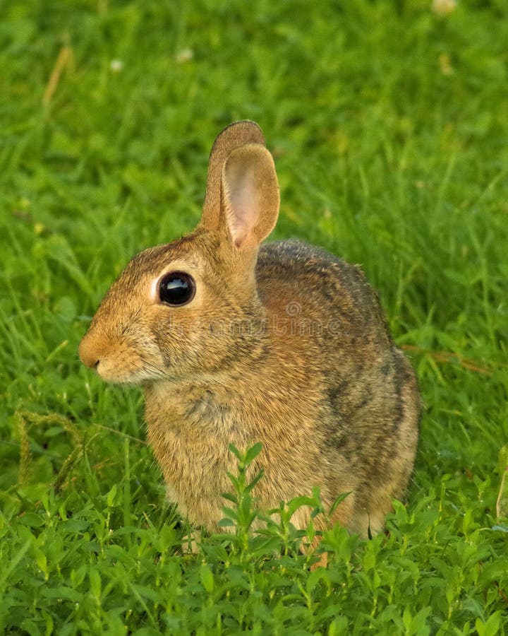 Cottontail Rabbit stock image. Image of attention, forest - 42860267
