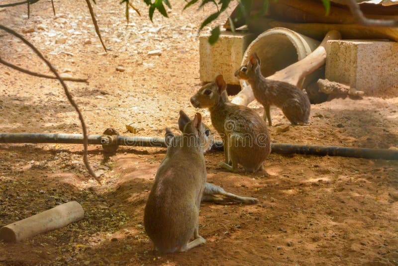 Cottontail Rabbit in the Grass Feild Stock Photo - Image of hare, grass ...