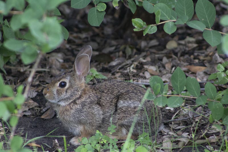 A Cottontail Rabbit Hiding in the Brush Naturally Framed by Vegetation ...