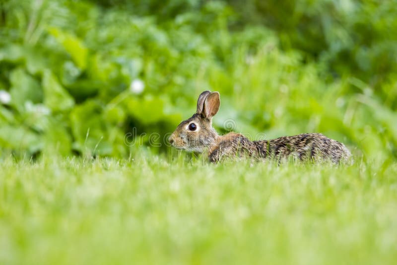 Cottontail Hiding stock photo. Image of wild, eastern - 31717538