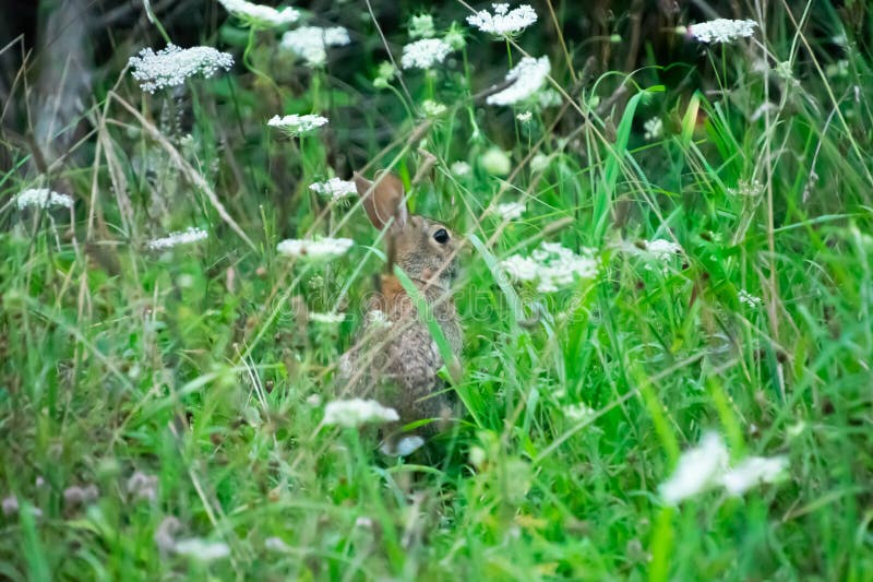Cottontail Rabbit Tall Stock Photos - Free & Royalty-Free Stock Photos ...