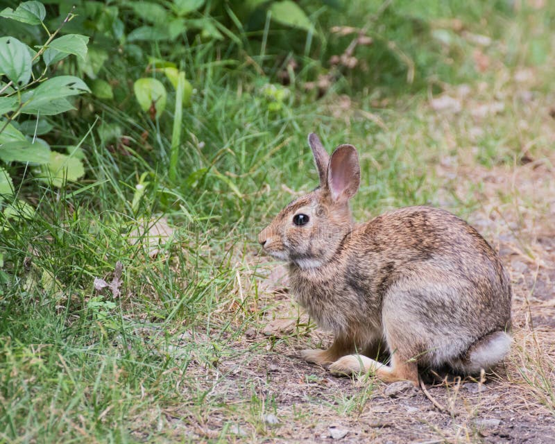Rabbit on the Path at Alberston`s Park Boise Idaho Stock Image - Image ...