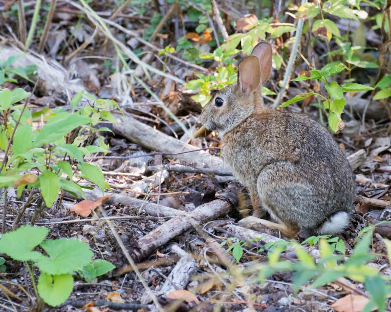 Cottontail Rabbit stock photo. Image of bunny, floridanus - 19905176