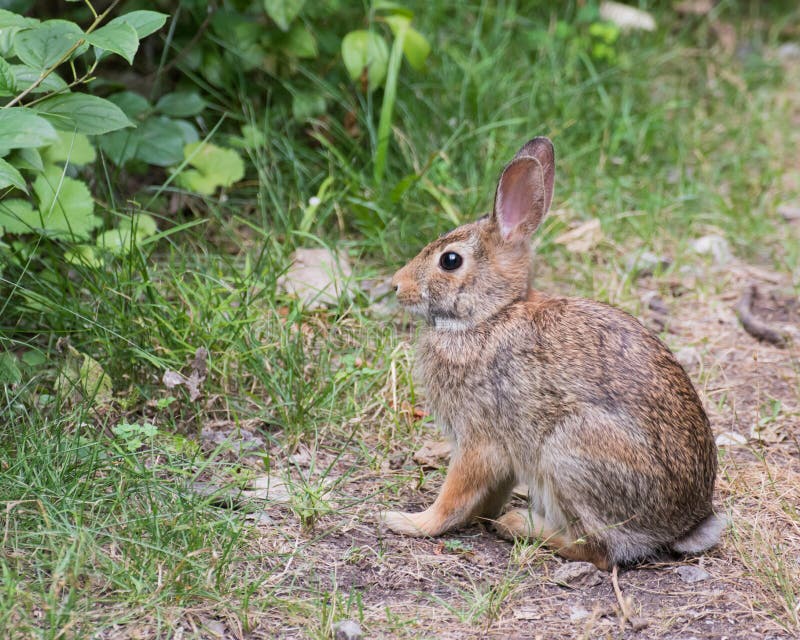 Cottontail Rabbit on a Path Stock Photo - Image of animal, nature: 75288712