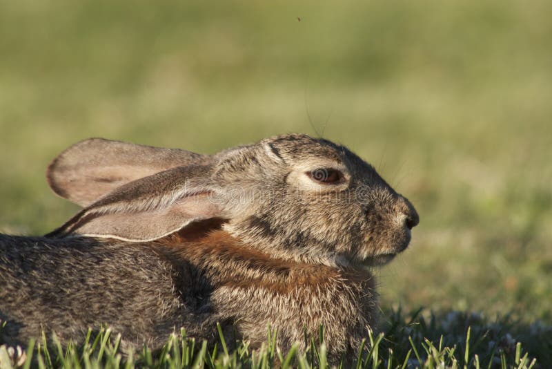 Cottontail Rabbit Portrait stock image. Image of cute - 20433113
