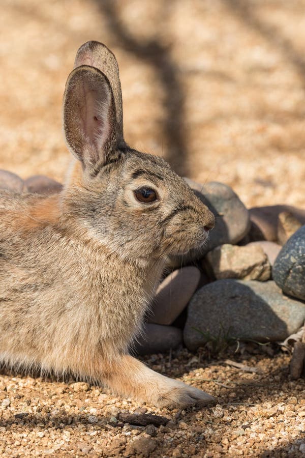 Cottontail Portrait stock photo. Image of nature, wildlife - 39377850