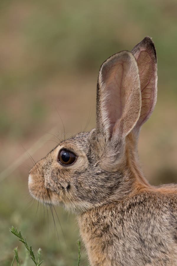 Cottontail Rabbit Portrait stock photo. Image of nature - 86306492