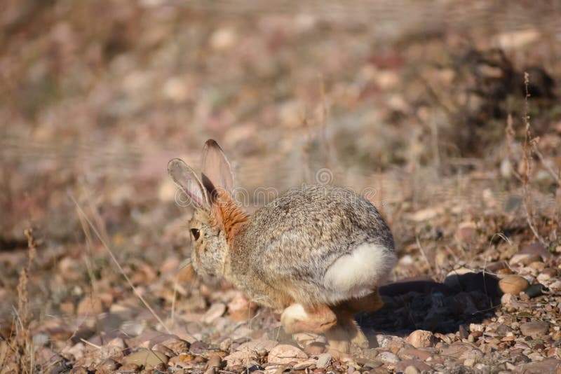 Cottontail Rabbit Running stock image. Image of cottontail - 94888931