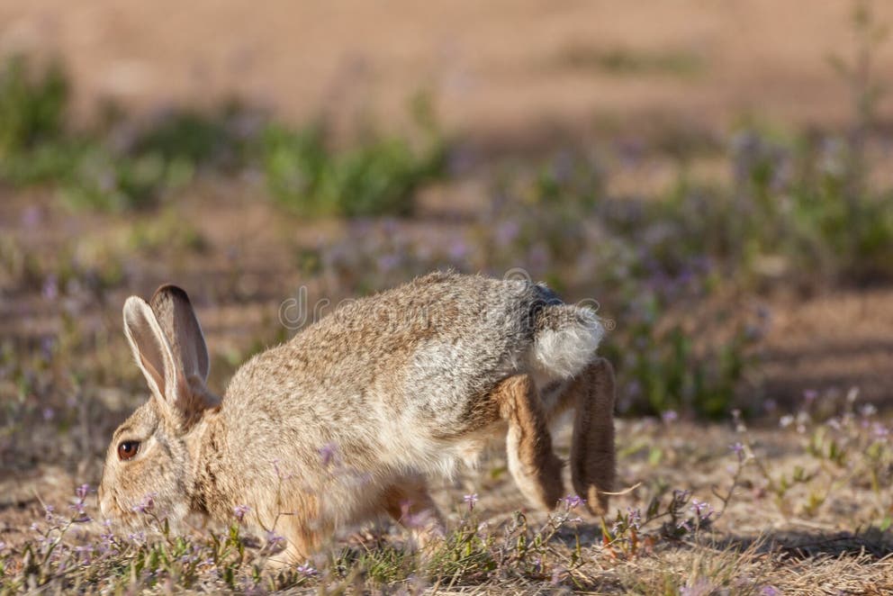 Cottontail Rabbit Running stock image. Image of wildlife - 69251545