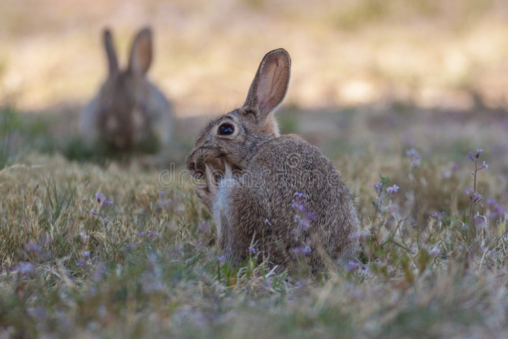 Cottontail Rabbit Scratching Stock Image - Image of wildlife, nature ...