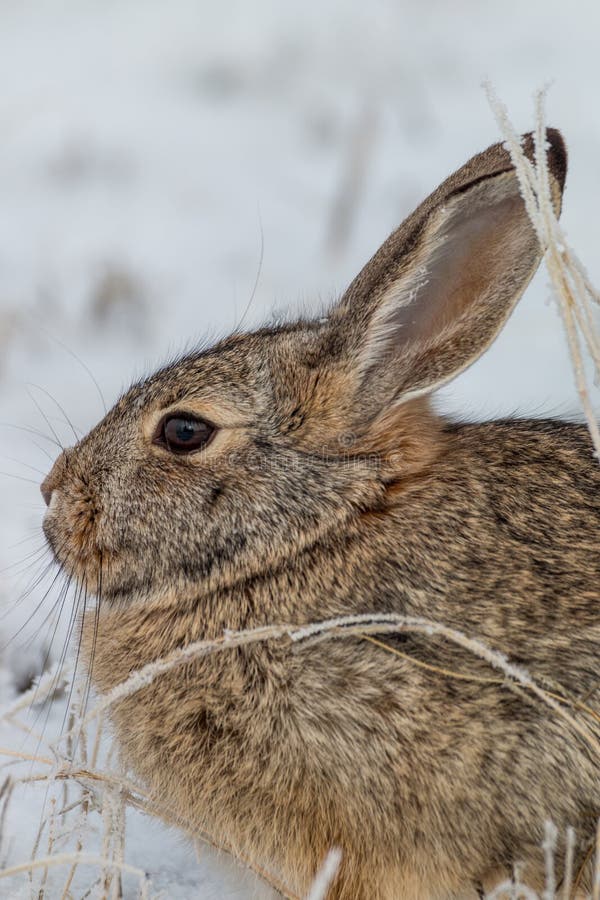 330 Cottontail Rabbit Snow Stock Photos - Free & Royalty-Free Stock ...