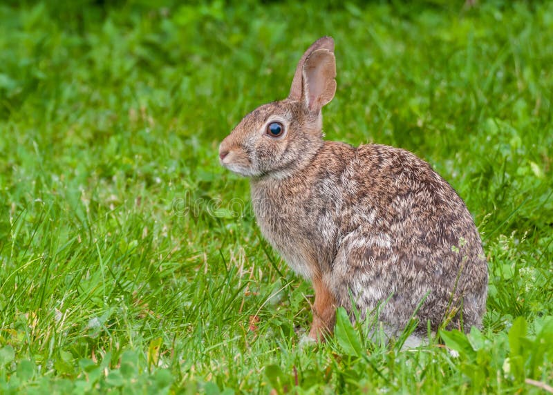 Cottontail Rabbit stock photo. Image of animal, adorable - 41777942