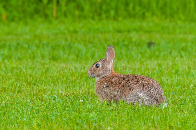 Cottontail Rabbit stock image. Image of grass, mammal - 41546643