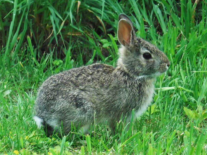 A Cottontail Rabbit Sitting in the Grass Stock Image - Image of baby ...