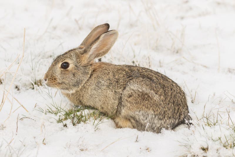 Cottontail Rabbit after Snow Stock Photo - Image of winter, wild: 90371496