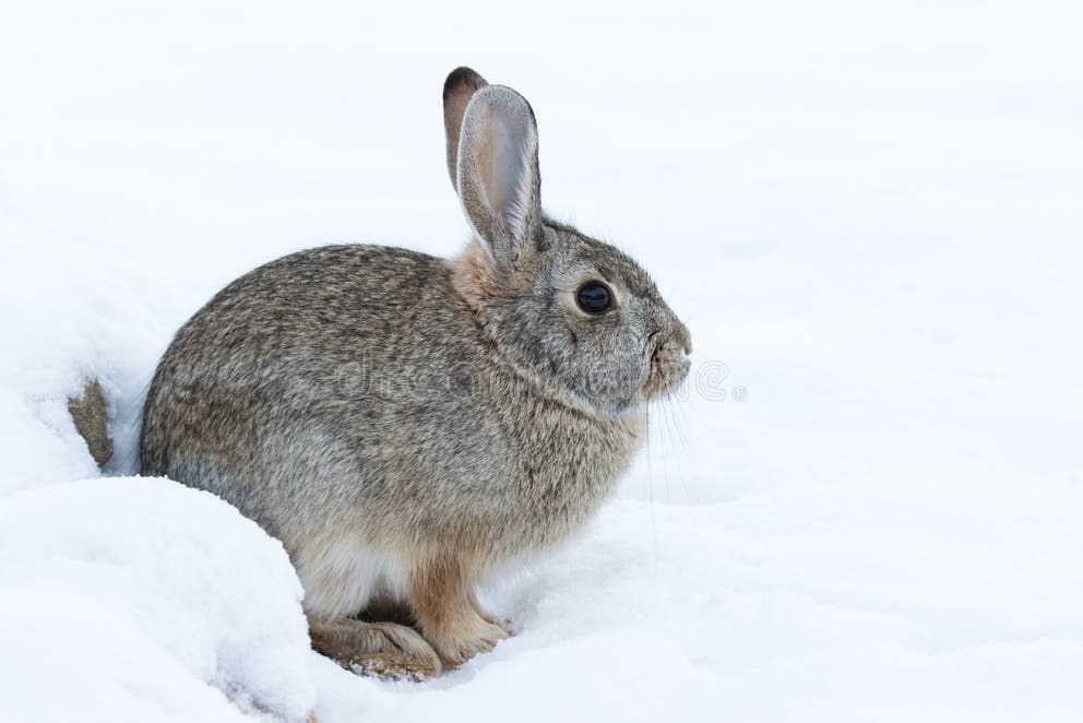 Cottontail Rabbit in Snow stock image. Image of wild - 86306957