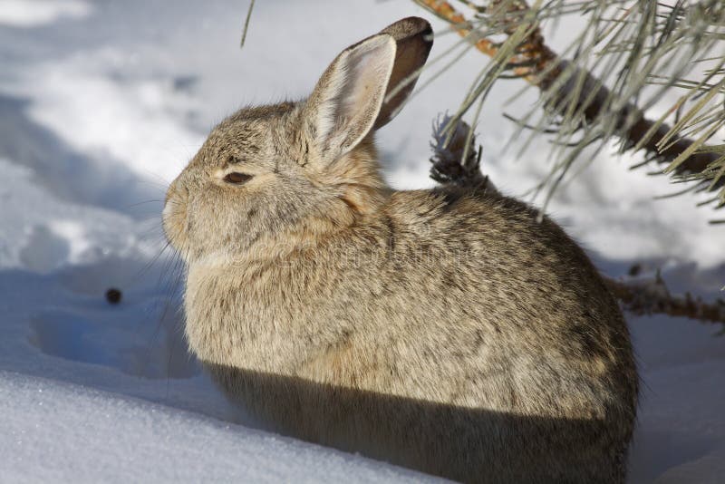 Cottontail Rabbit in Snow stock image. Image of cute - 39377889