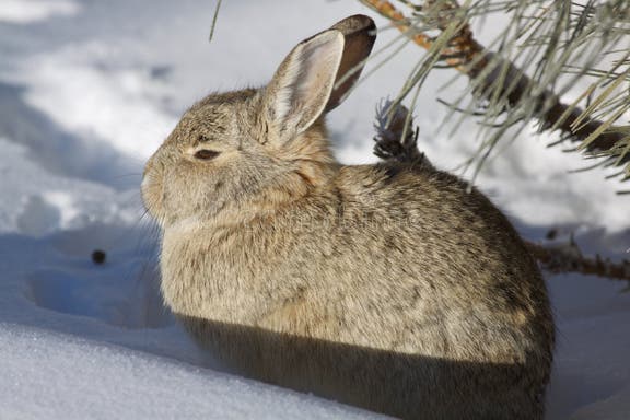 Cottontail Rabbit in Snow stock image. Image of cute - 39377889