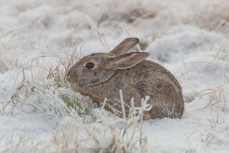 Cottontail Rabbit in Snow stock photo. Image of winter - 84837060
